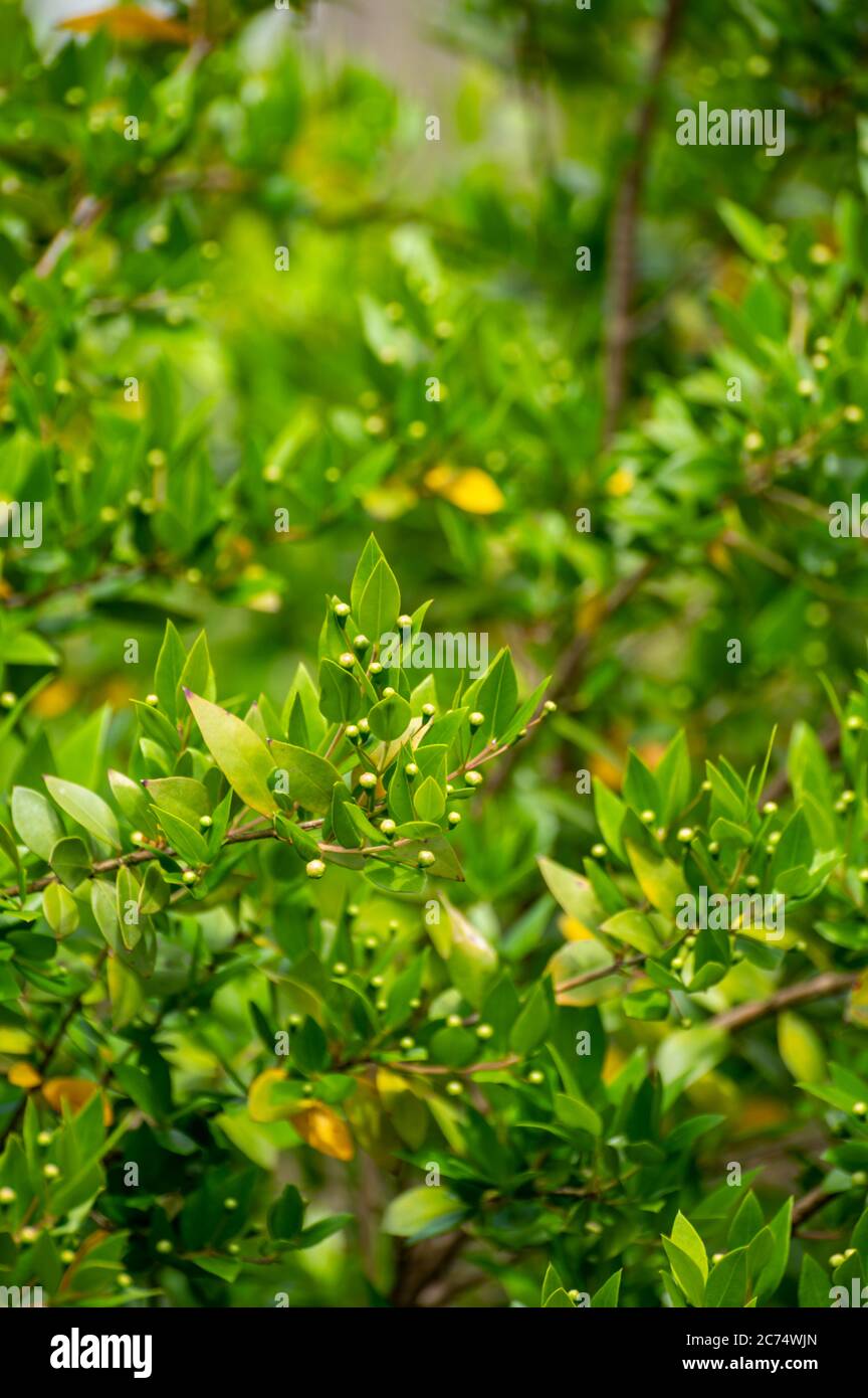 Botanical collection of medicinal plants and herbs, Myrtus communis or ...