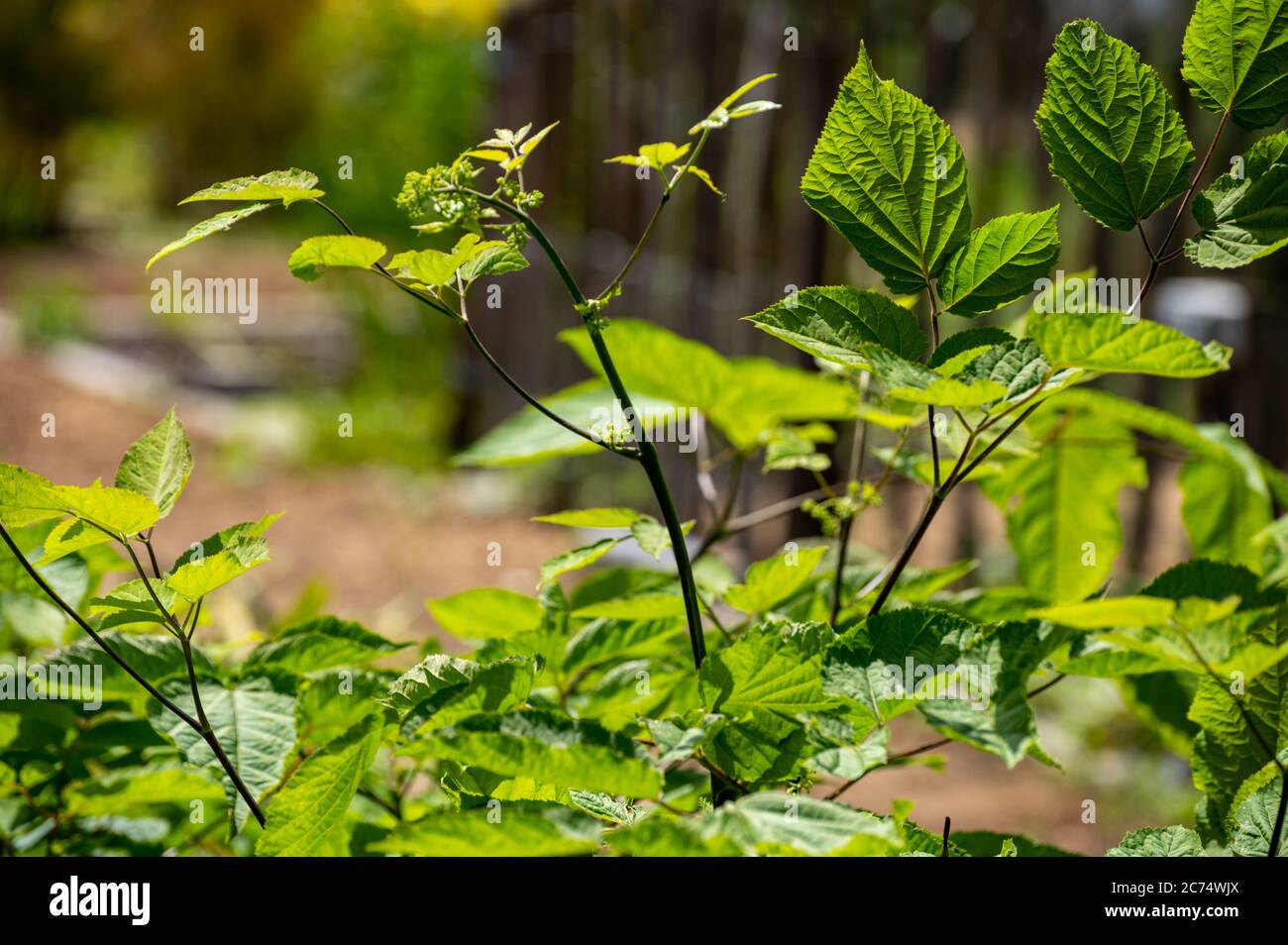 Botanical collection of medicinal plants and herbs, Eleutherococcus ...