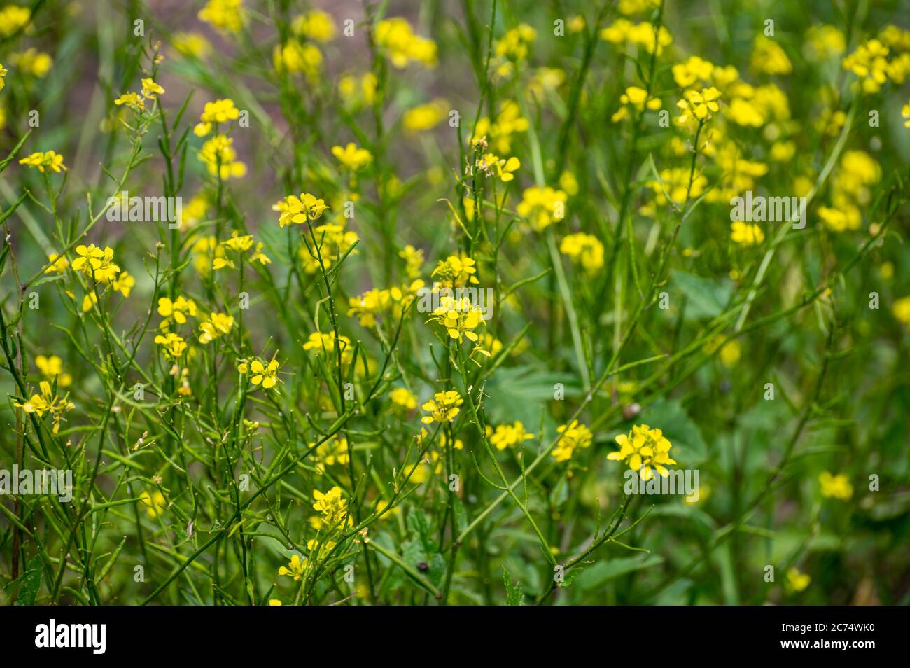 Botanical collection of culinary plants and herbs, yellow or white ...