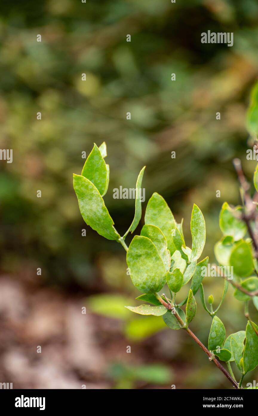 Quinine tree hi-res stock photography and images - Alamy