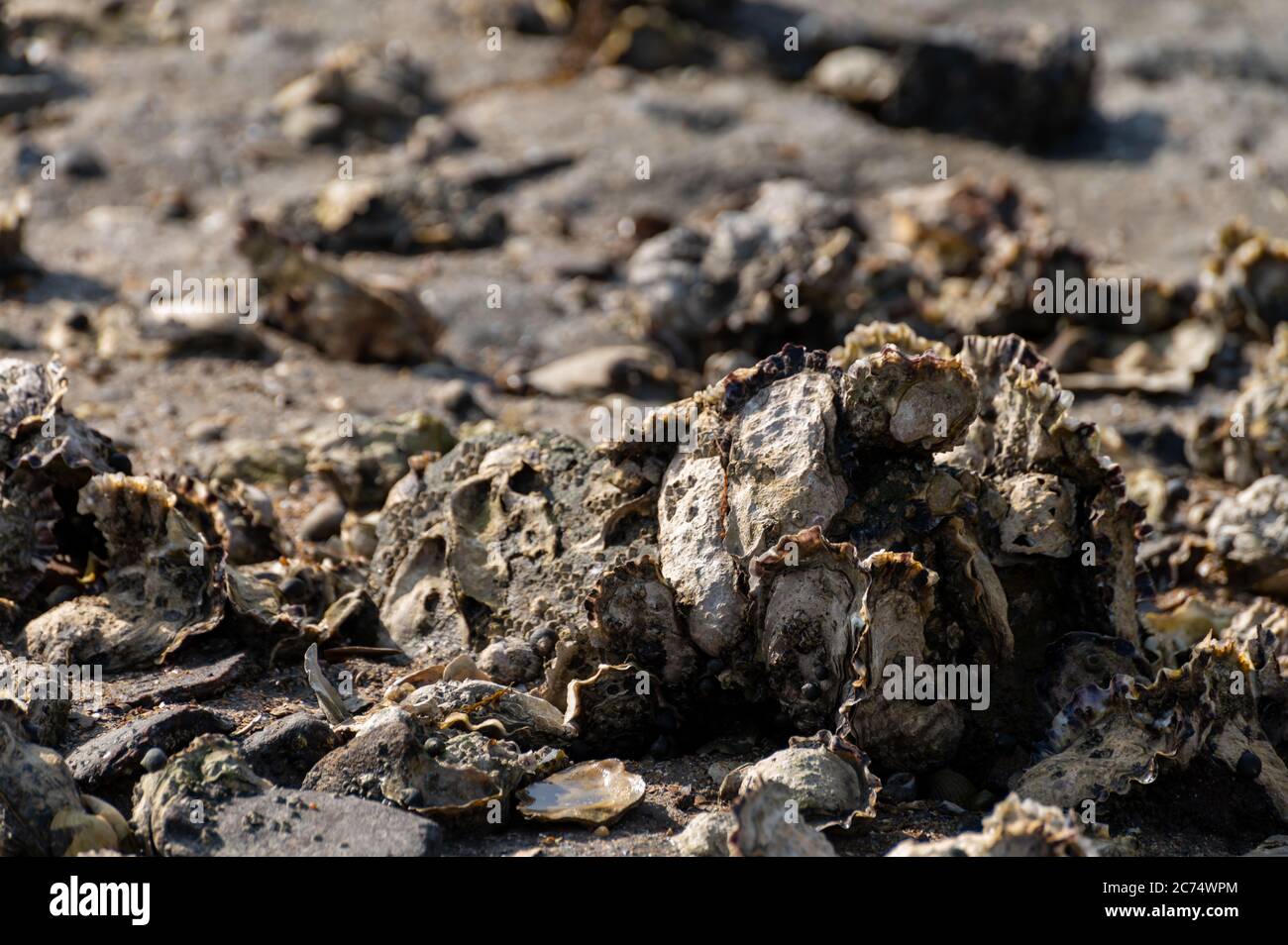 Seasonal harvesting of wild oysters shellfish on sea shore during low ...