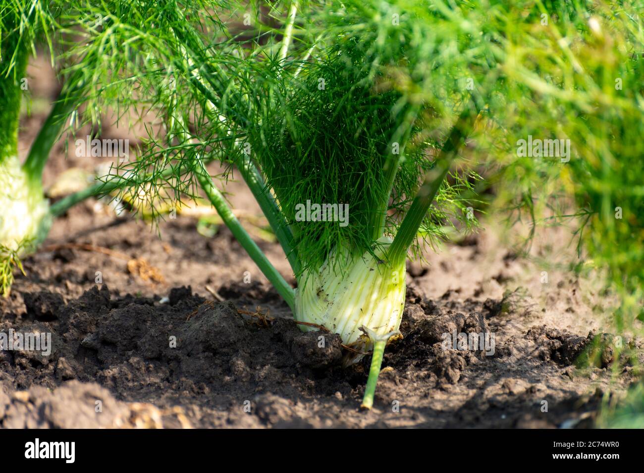 Farm field with growing green annual Florence fennel bulbing plants ...