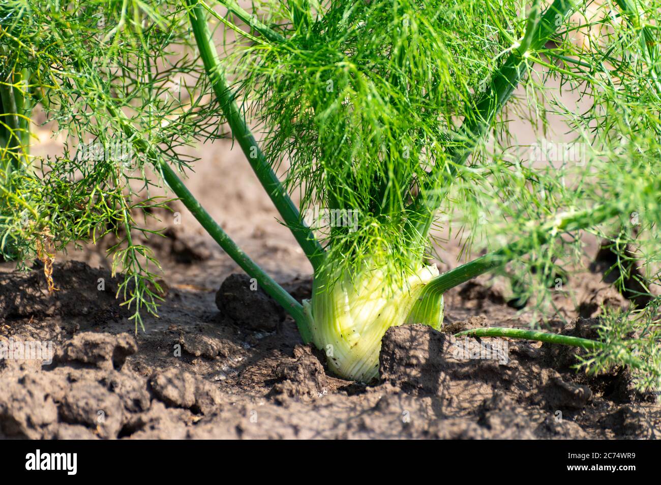 Farm field with growing green annual Florence fennel bulbing plants ...