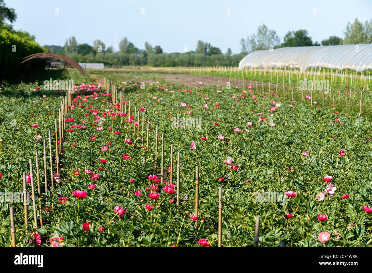 Blossom of pink peony flowers on farm field in Netherlands in sunny day ...