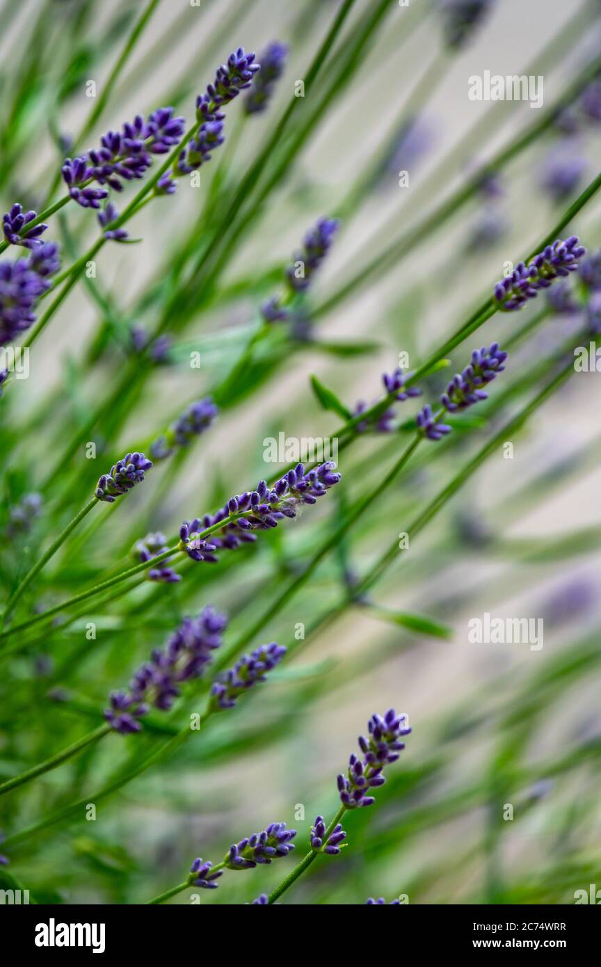 Summer blossom of purple lavender flowers close up Stock Photo - Alamy