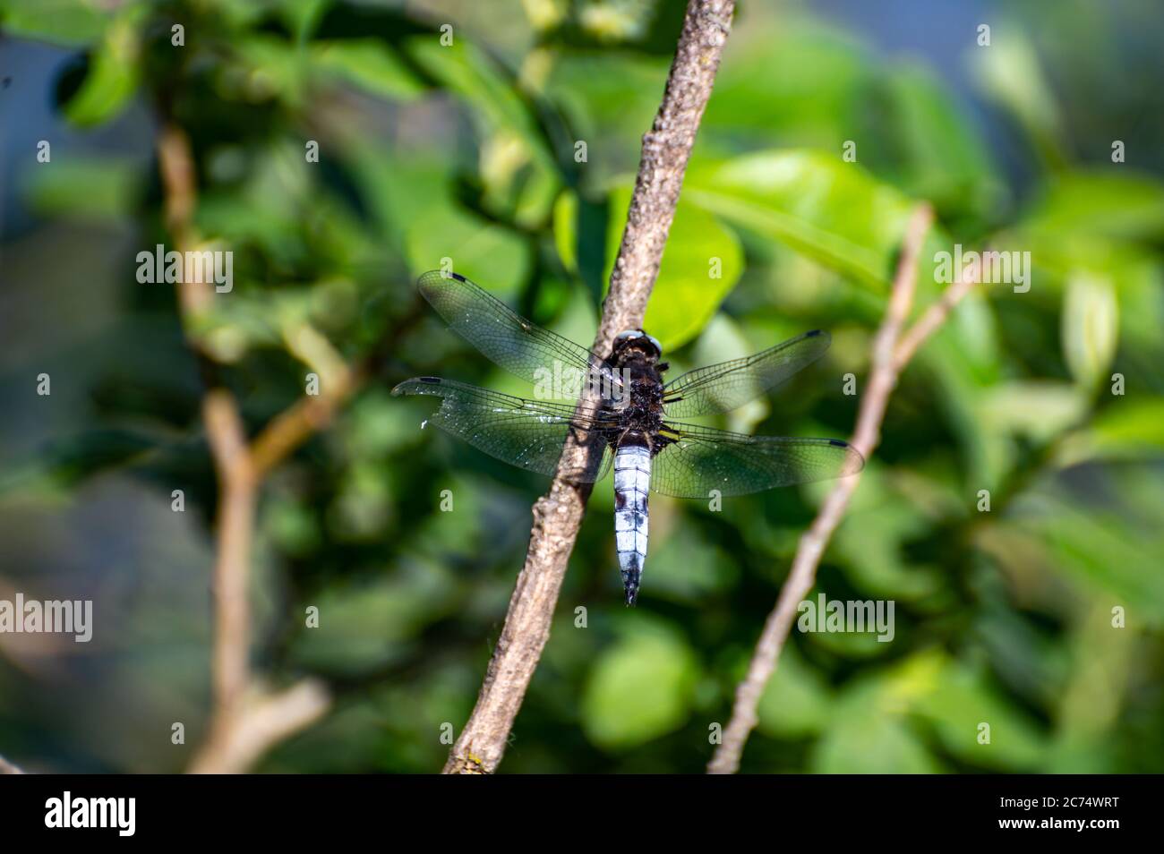 Wildlife in summer, dragonfly sits on twig, nature background Stock Photo - Alamy