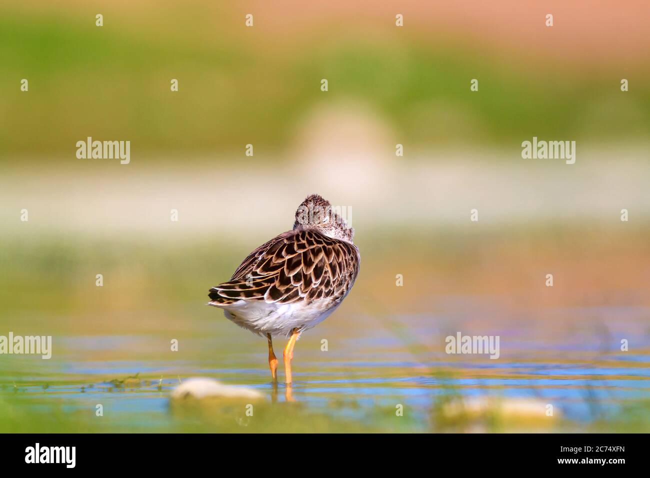 Colorful nature and water bird. Colorful nature background. Ruff ...