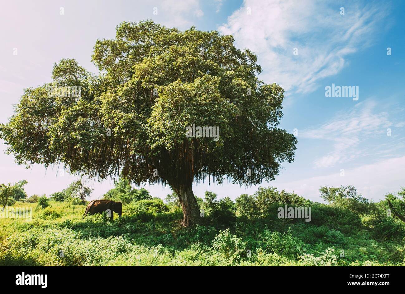 Asian elephant hiding under the big green tree shadow in the Udawalawe ...