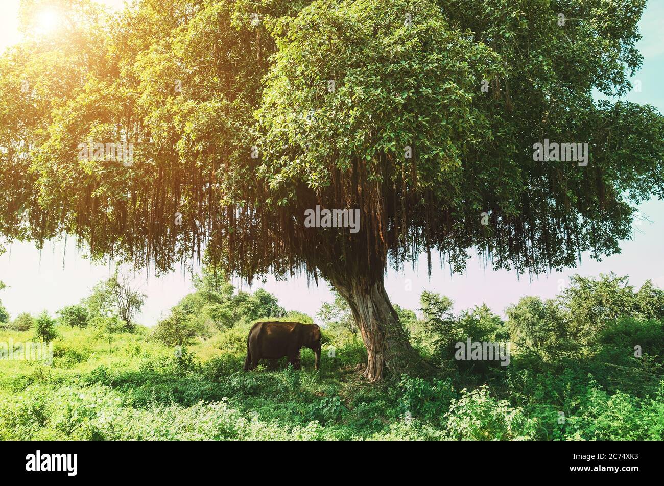 Asian elephant hiding under the big green tree shadow in the Udawalawe ...
