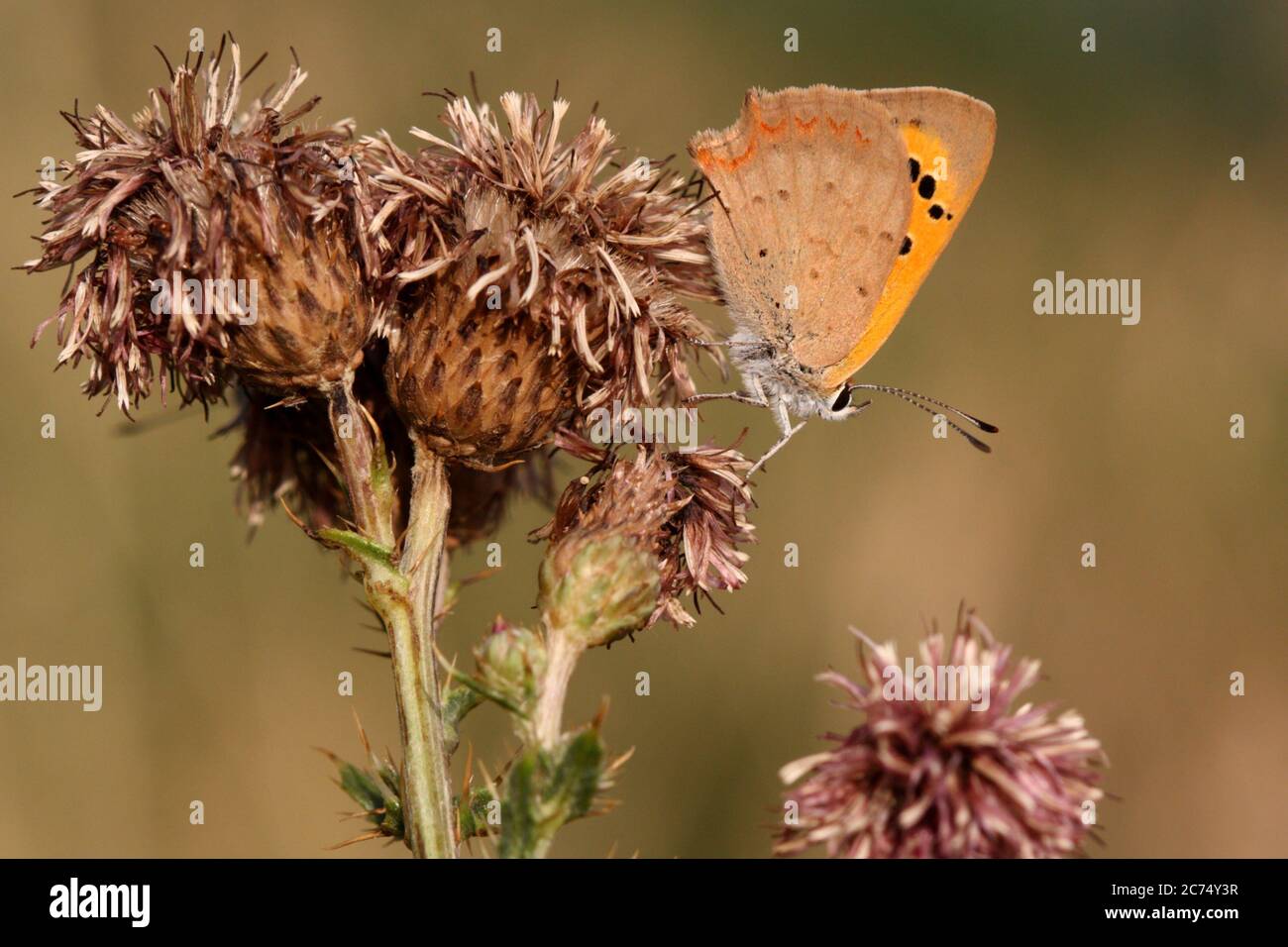 Small Copper butterfly preparing to roost on a late Summer's evening ...