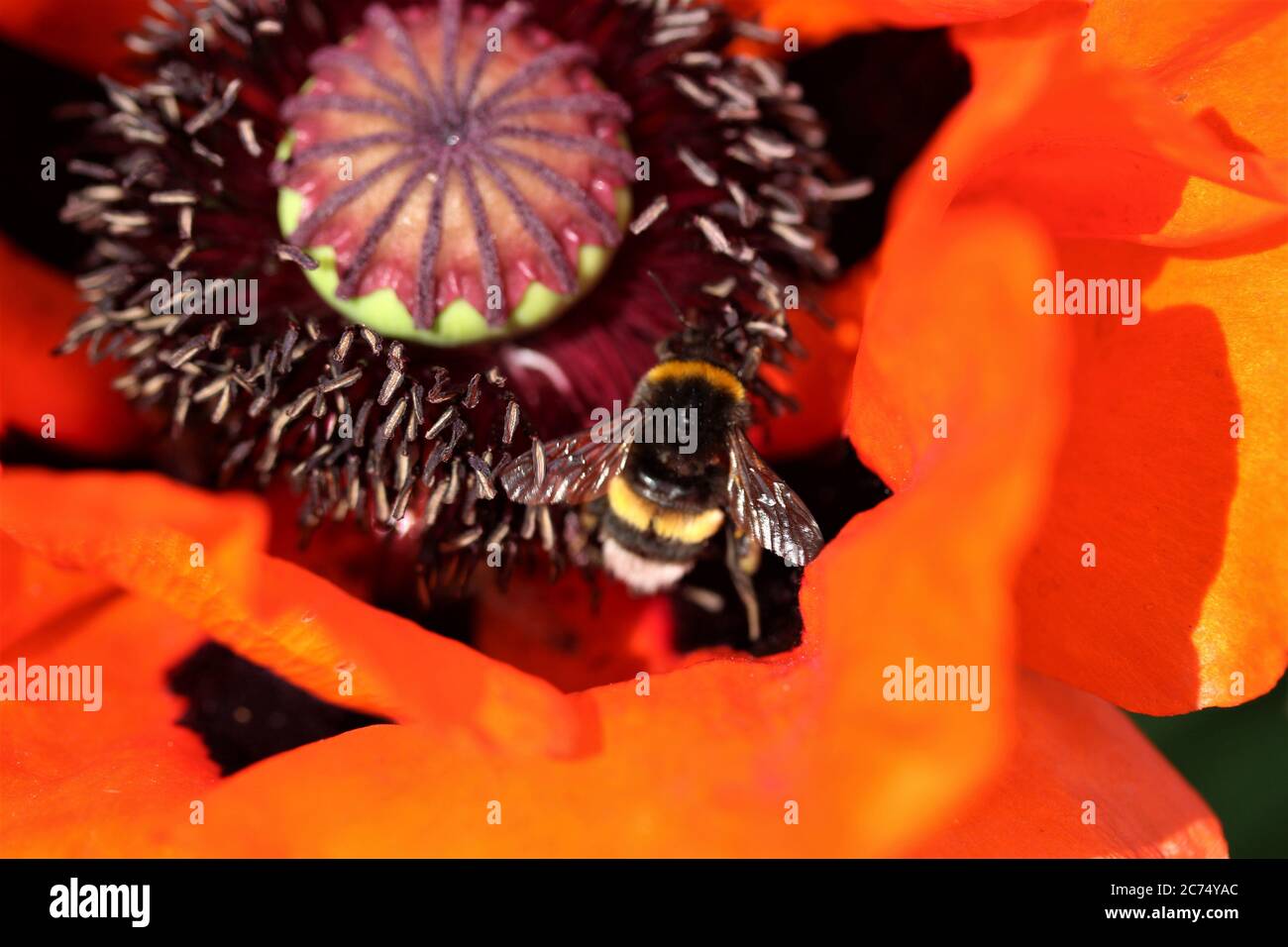 Inside a poppy flower hi-res stock photography and images - Alamy