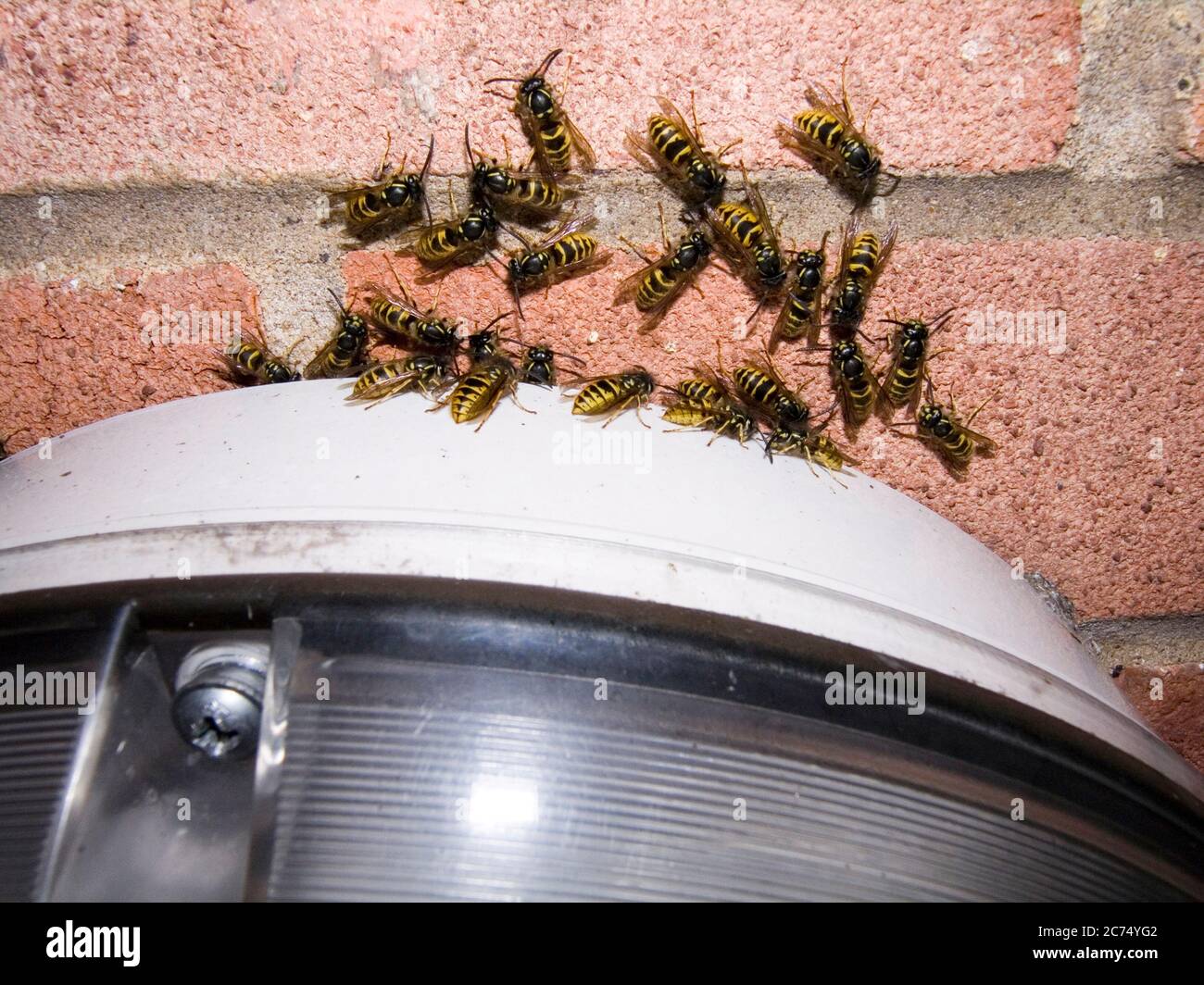 Wasps Around Light Stock Photo - Alamy