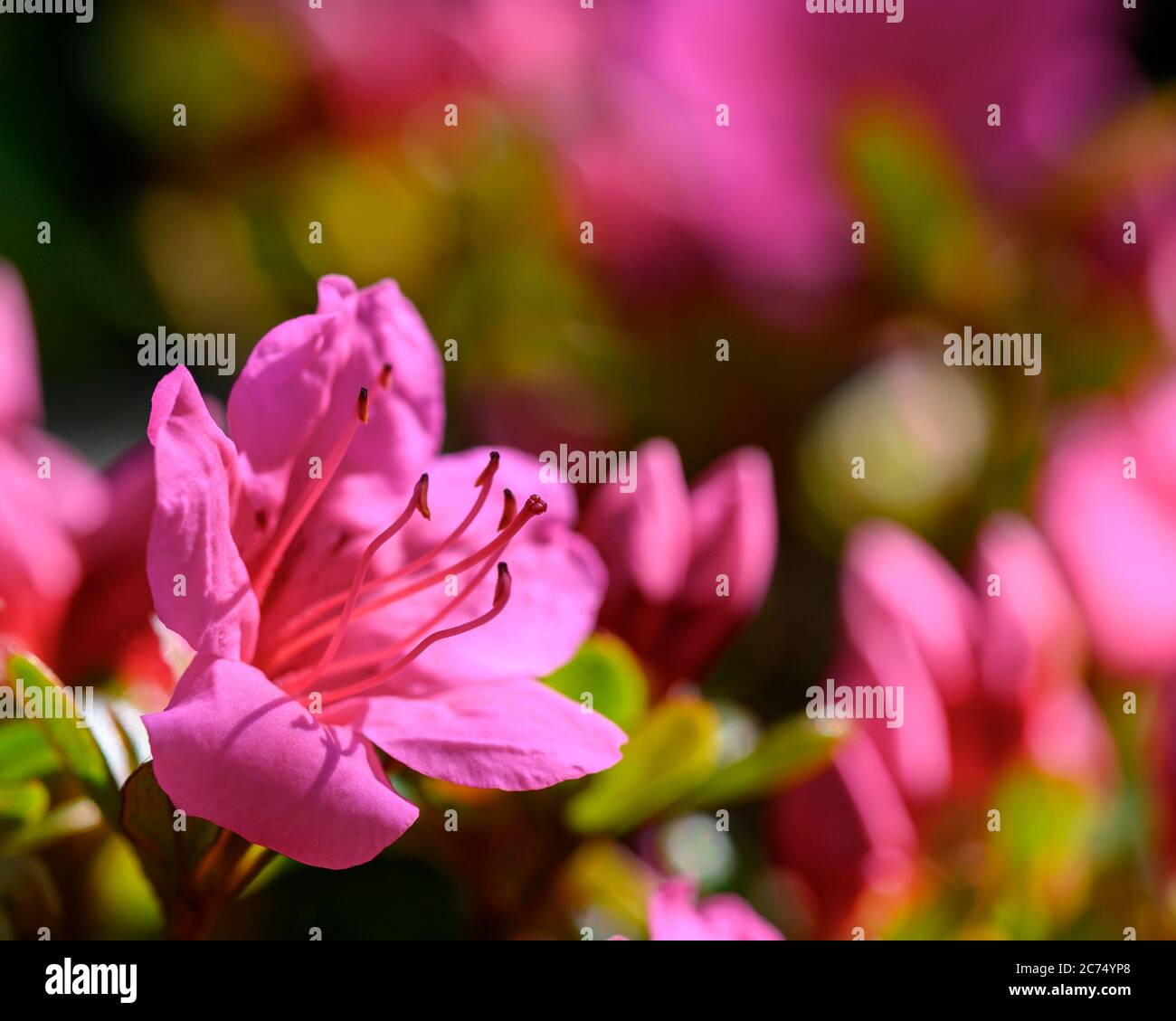 Azalea flowers emerging in spring Stock Photo - Alamy