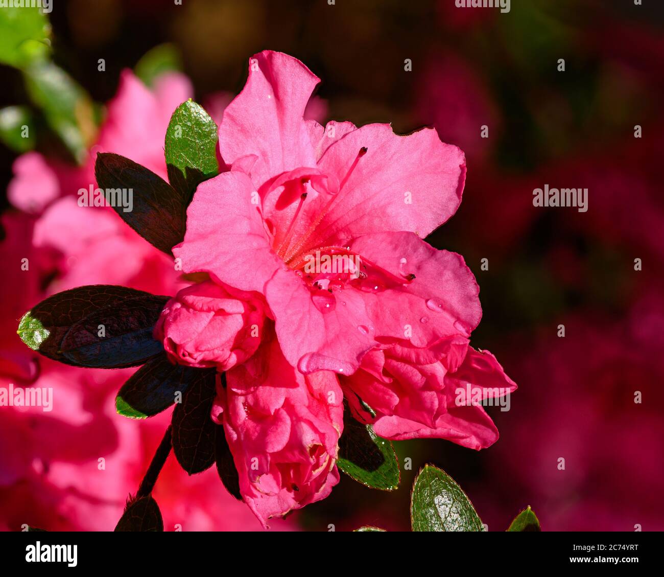 Landscape gardens trees flowers azalea hi-res stock photography and ...