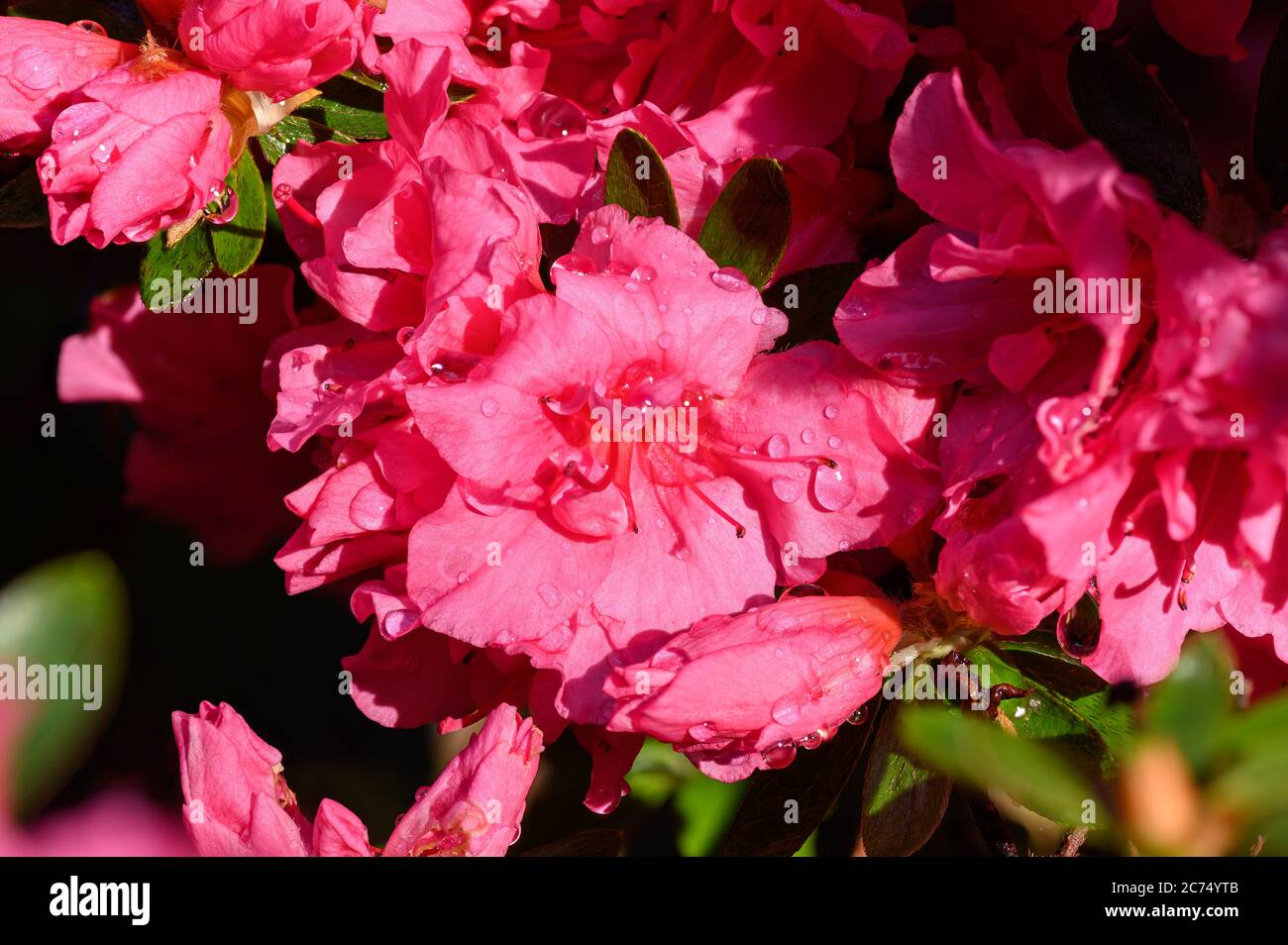 Azalea flowers emerging in spring Stock Photo - Alamy