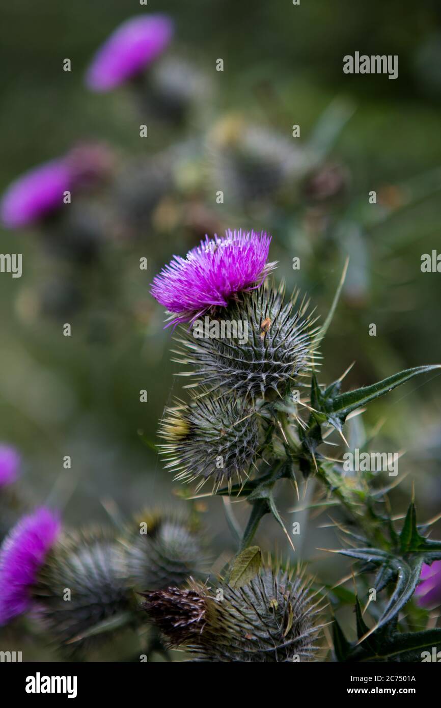 Cirsium vulgare. Purple spear thistle in a UK meadow Stock Photo - Alamy
