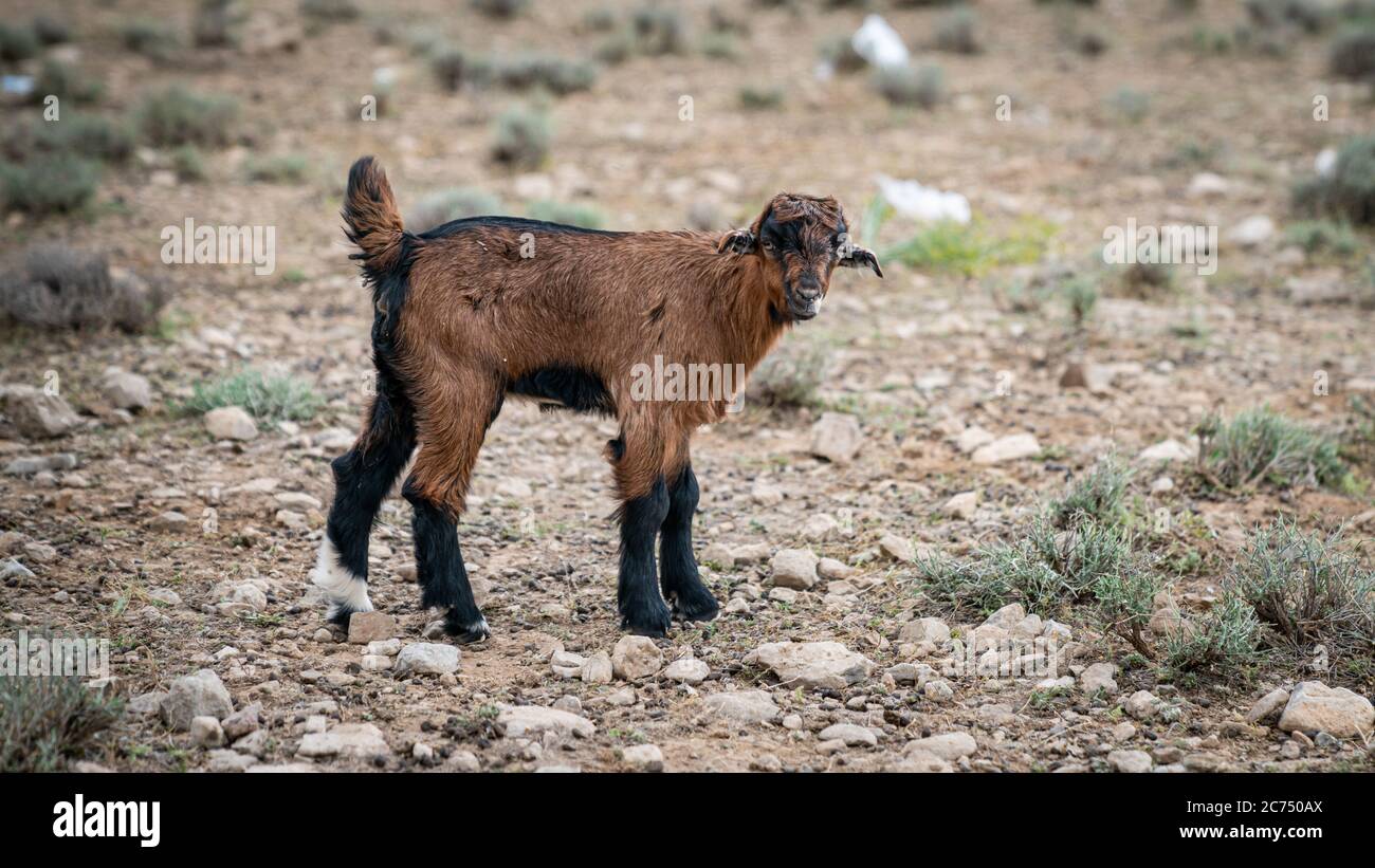 Goat cub hi-res stock photography and images - Alamy