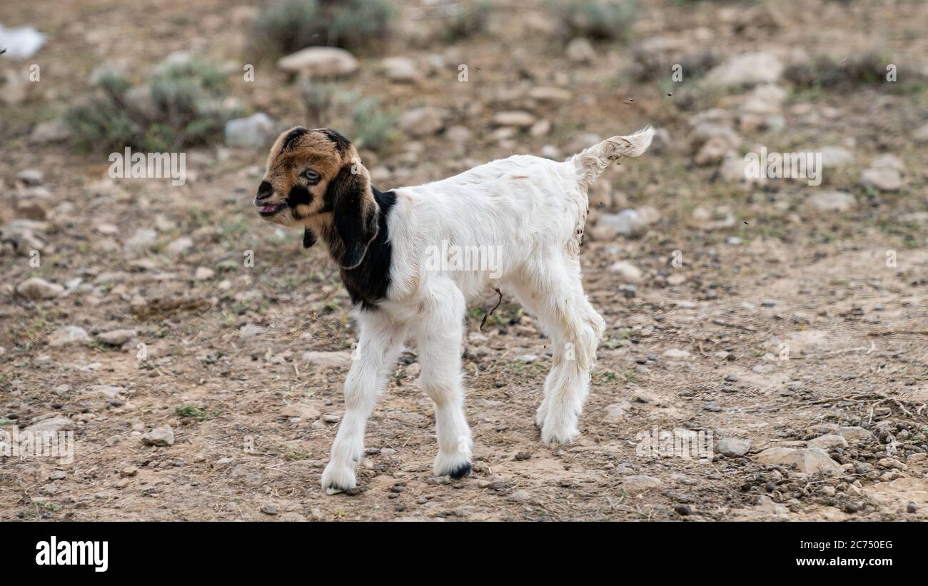 Cute brown white baby goat cub on lawn, Iran Stock Photo - Alamy