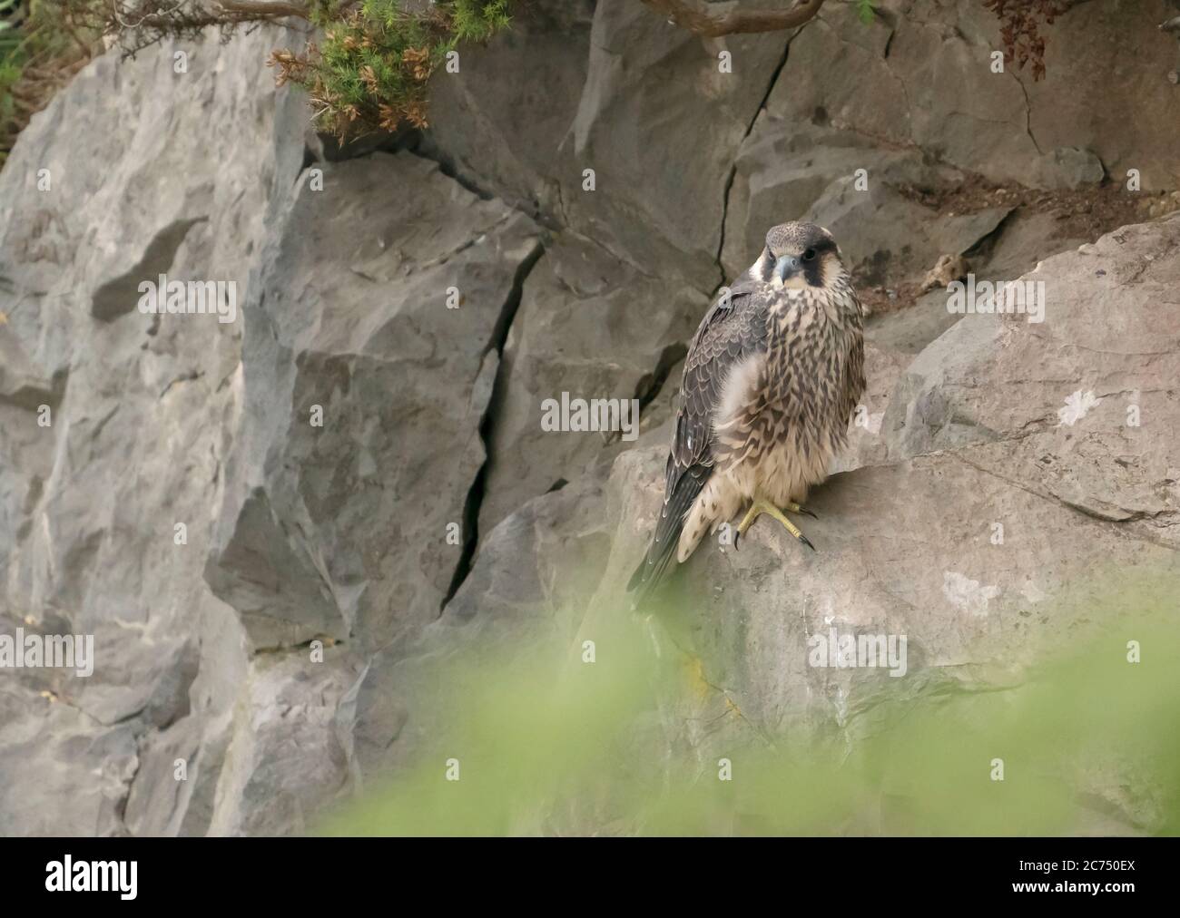 A juvenile Peregrine Falcon (Falco peregrinus) perched on cliff face at ...
