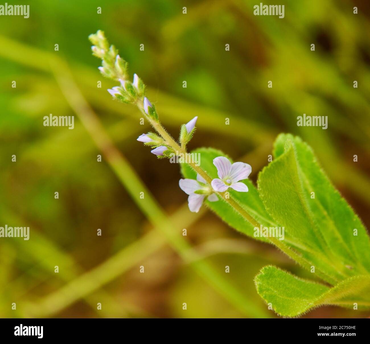Veronica officinalis, heath speedwell species of flowering plant in the ...