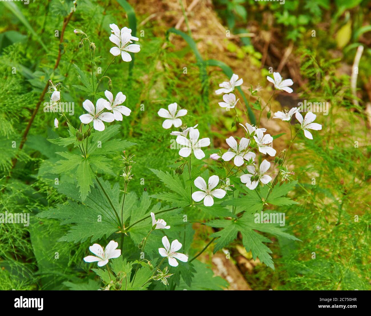 Geranium pratense - meadow geranium, species of flowering plant in the ...
