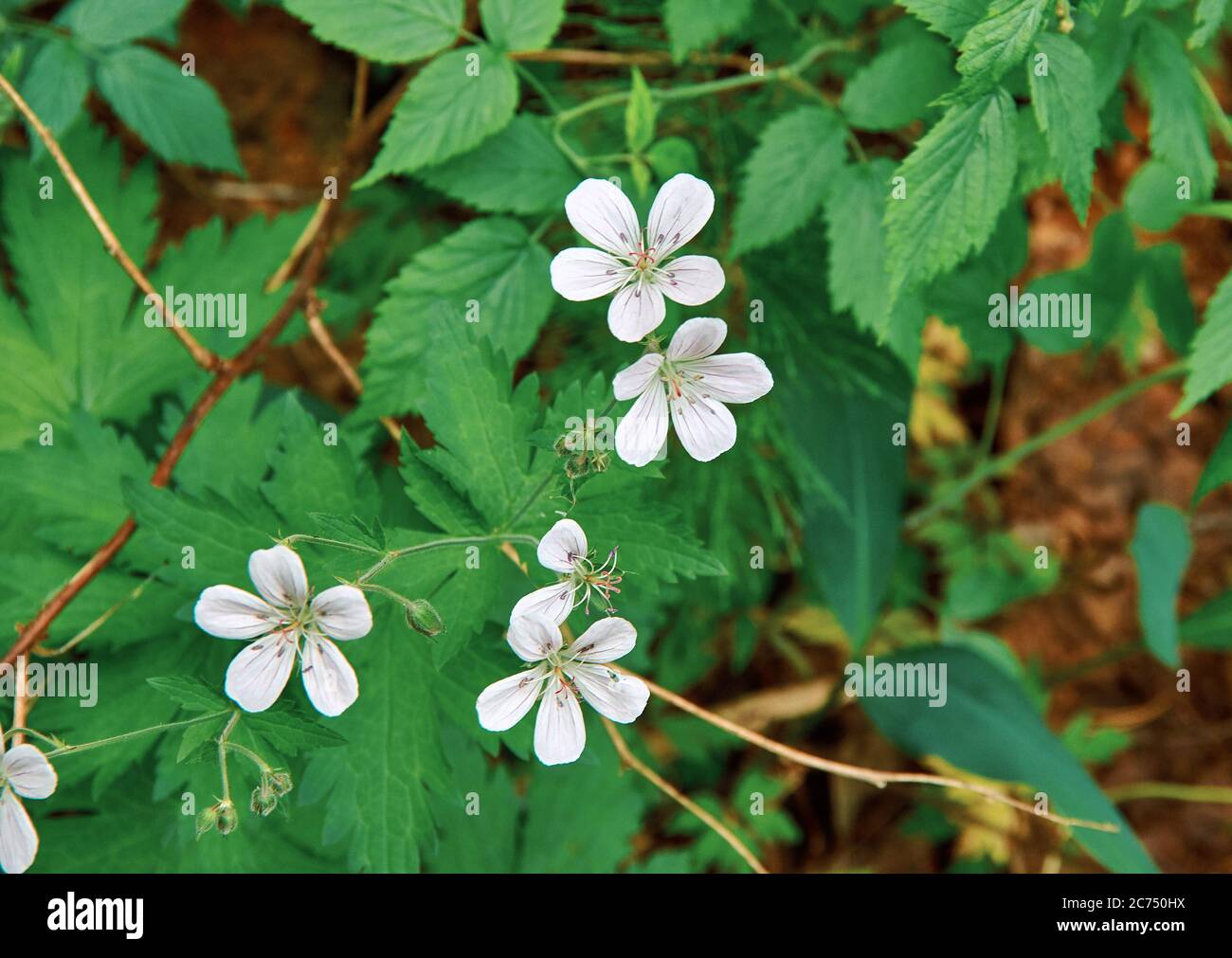Geranium pratense - meadow geranium, species of flowering plant in the ...