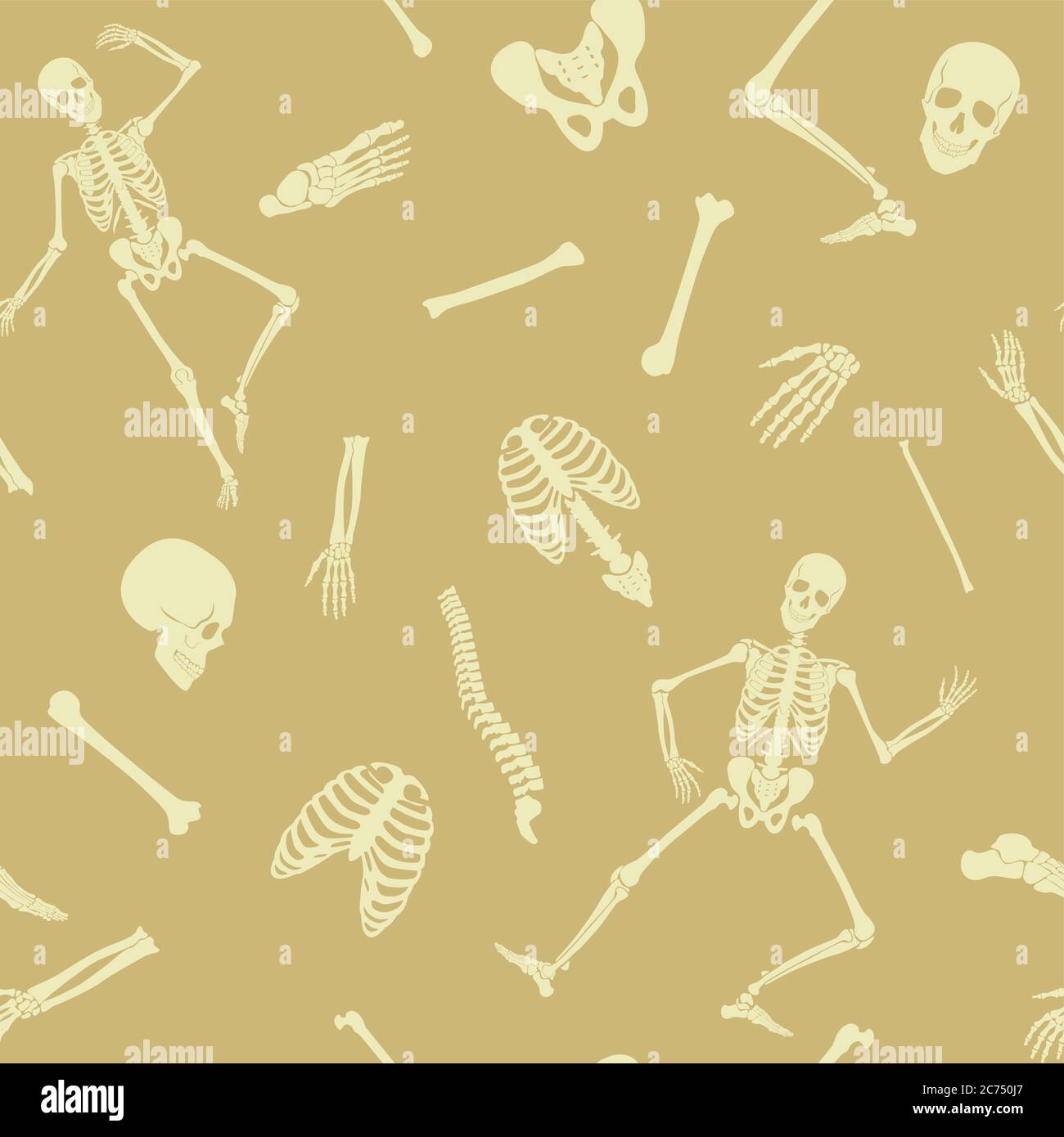 Human skeletons anatomy hi-res stock photography and images - Alamy