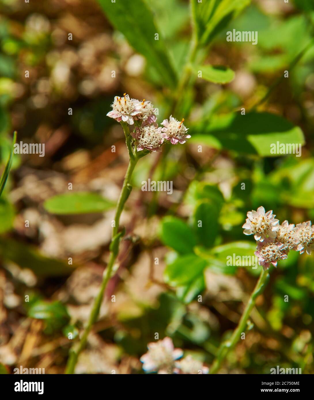 Origanum -Oregano, genus of herbaceous perennials and subshrubs in the ...