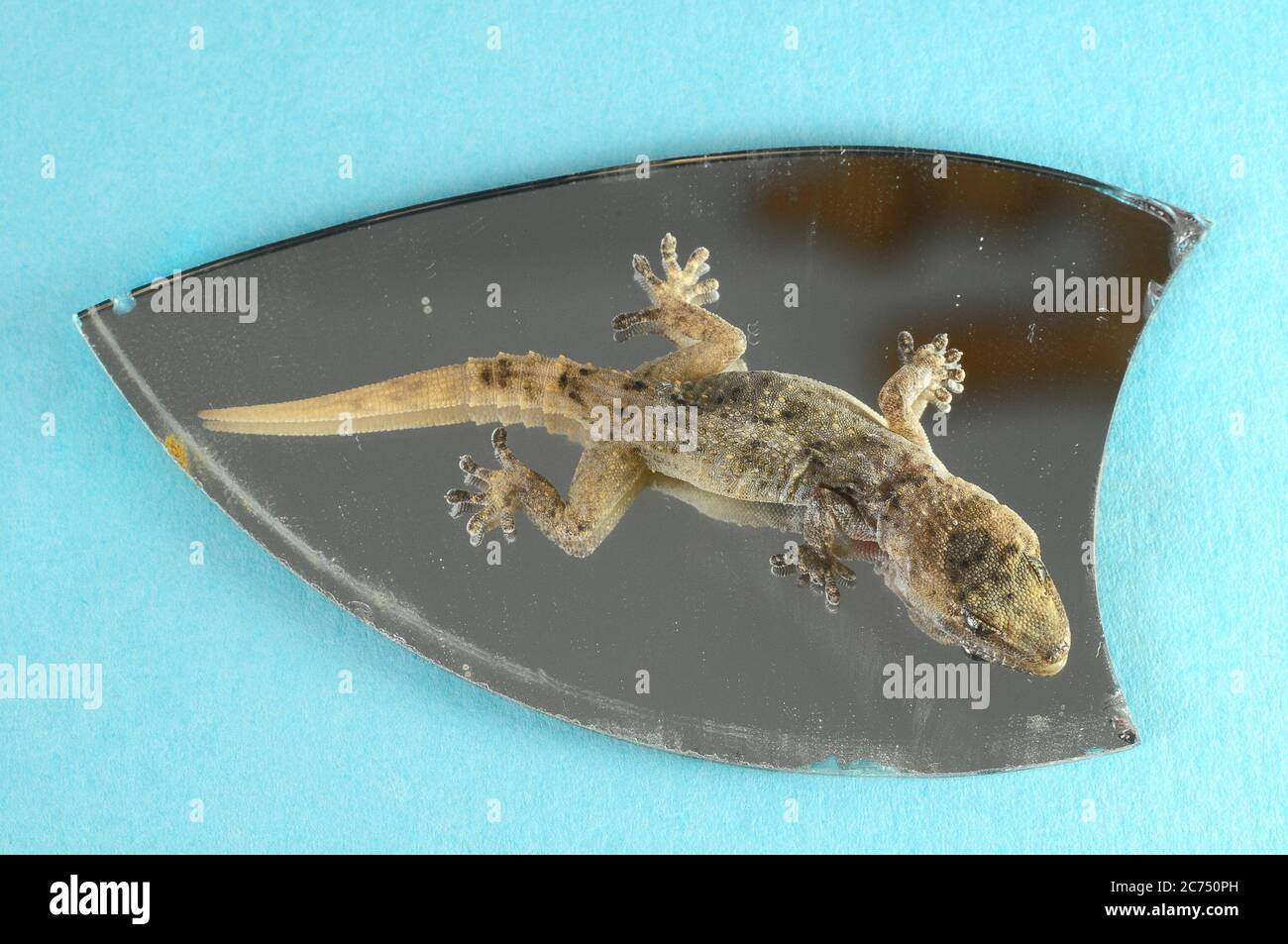Green gecko cartoon design hi-res stock photography and images - Alamy