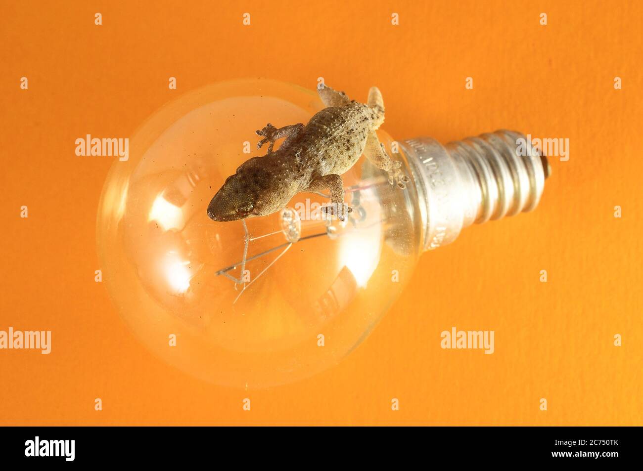 One Small Gecko Lizard and Light Bulb on a Colred Background Stock ...