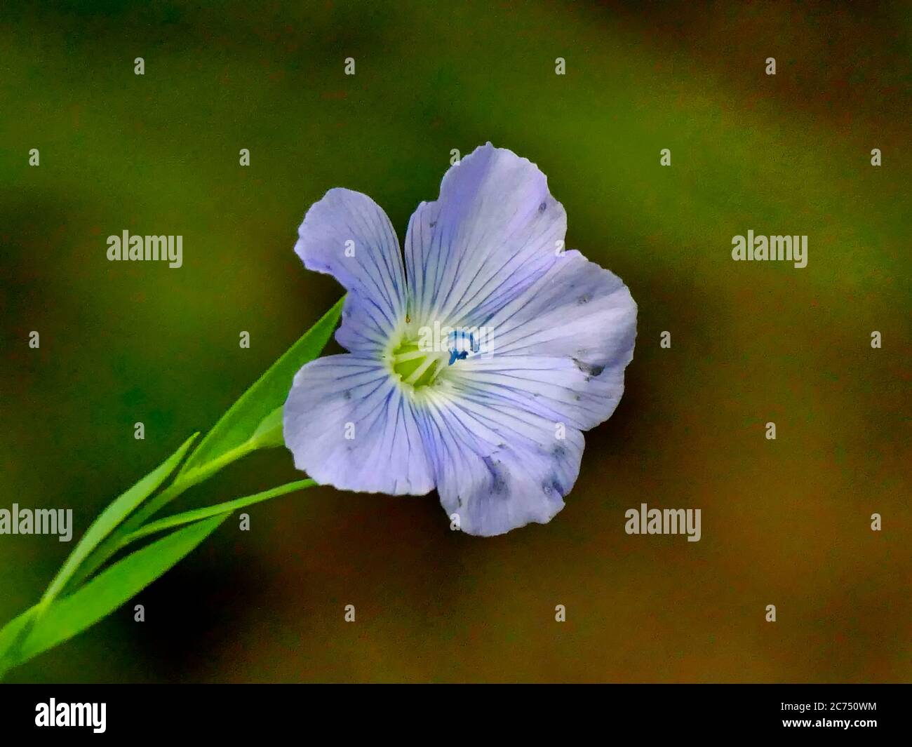 Cultivated flax hi-res stock photography and images - Alamy