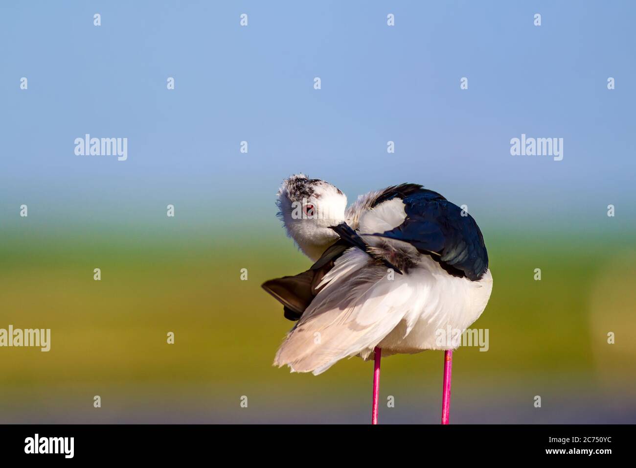 Cute bird black winged Stilt. Colorful nature background. Bird: Black ...