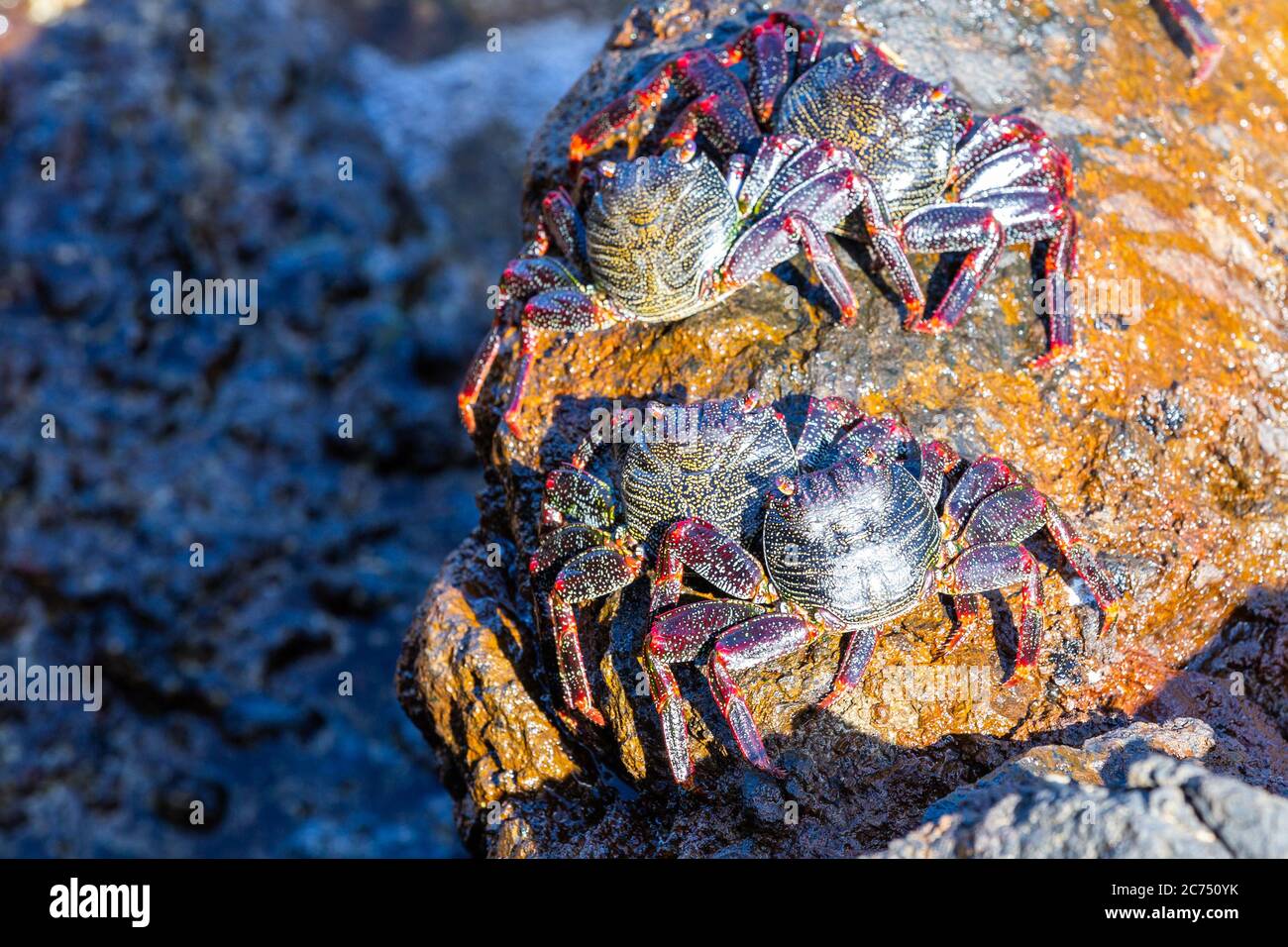 Red lava crabs hi-res stock photography and images - Alamy