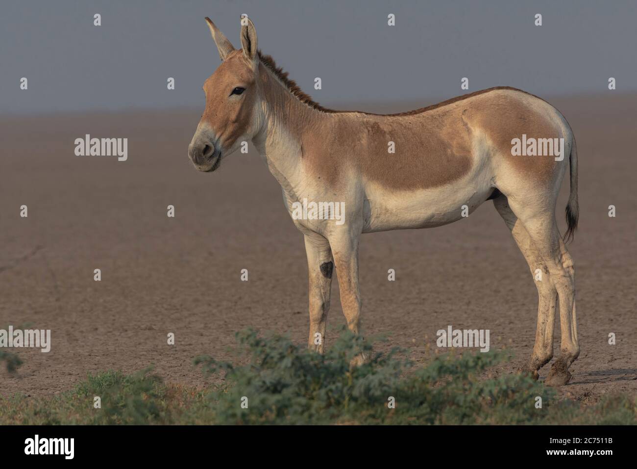 Indian wild ass (Equus hemionus khur Stock Photo - Alamy