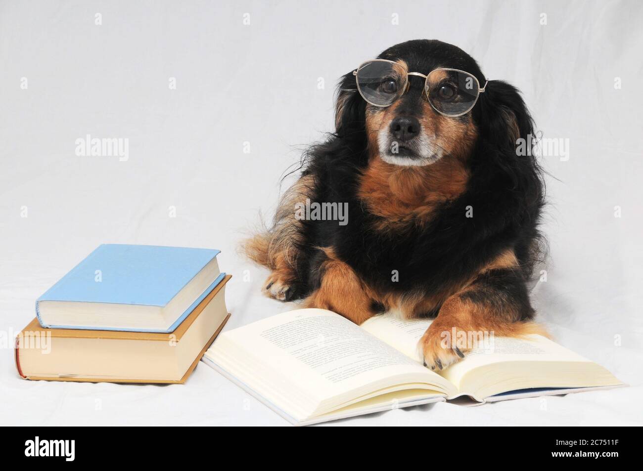 One intelligent Black Dog Reading a Book on a White Background Stock ...