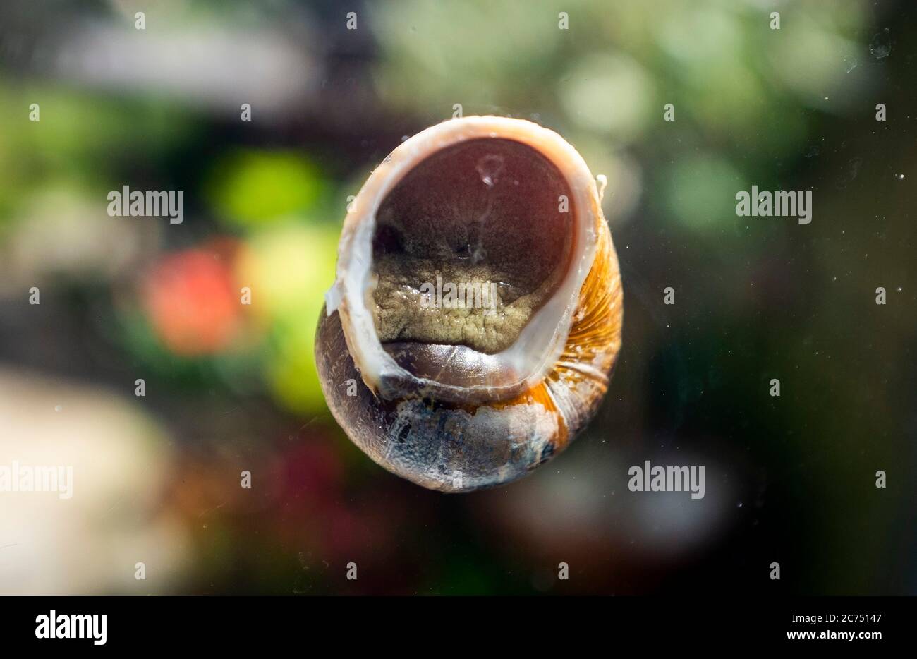 A common garden snail Cornu aspersum moving up a window pane Stock ...