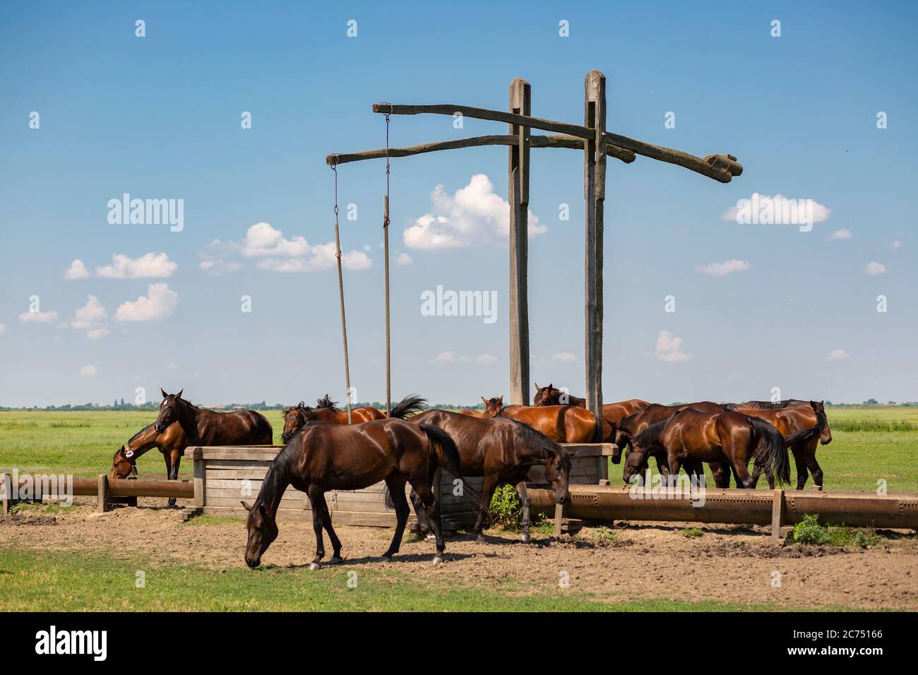 Nonius Horse High Resolution Stock Photography and Images - Alamy