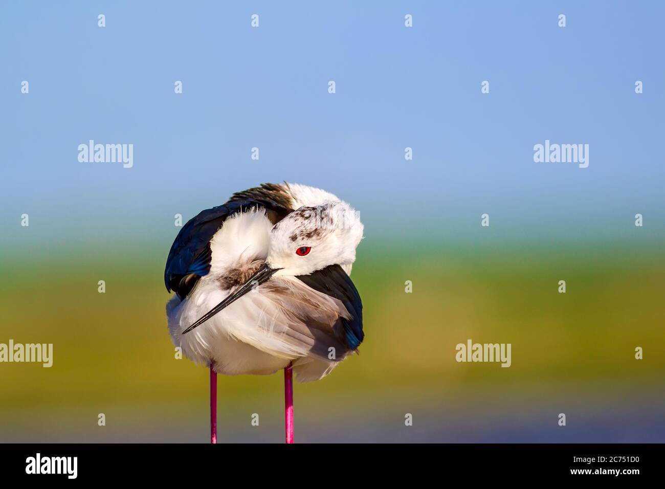 Cute bird black winged Stilt. Colorful nature background. Bird: Black ...