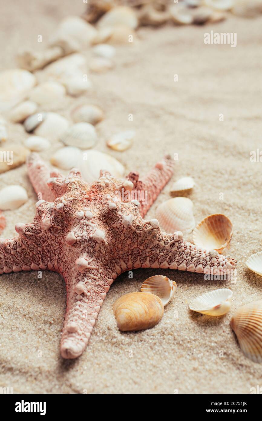 Seashell and various types of seashells on the beach sand. Summer photo ...