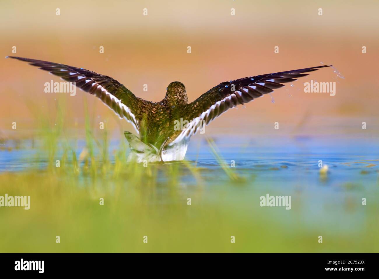 Cute water bird. Sandpiper. Nature background Stock Photo - Alamy