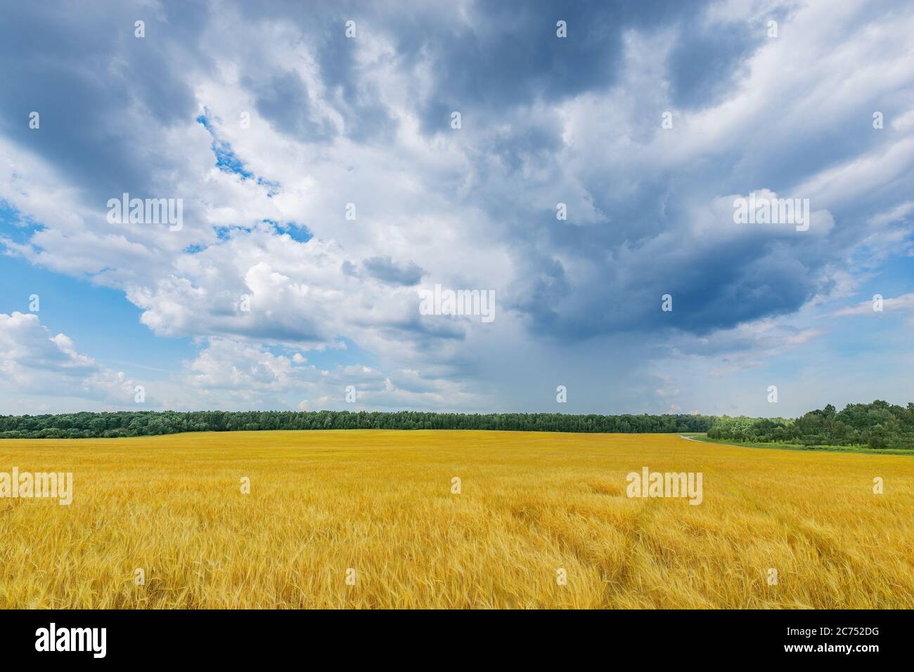 Field with rye under the stormy clouds Stock Photo - Alamy