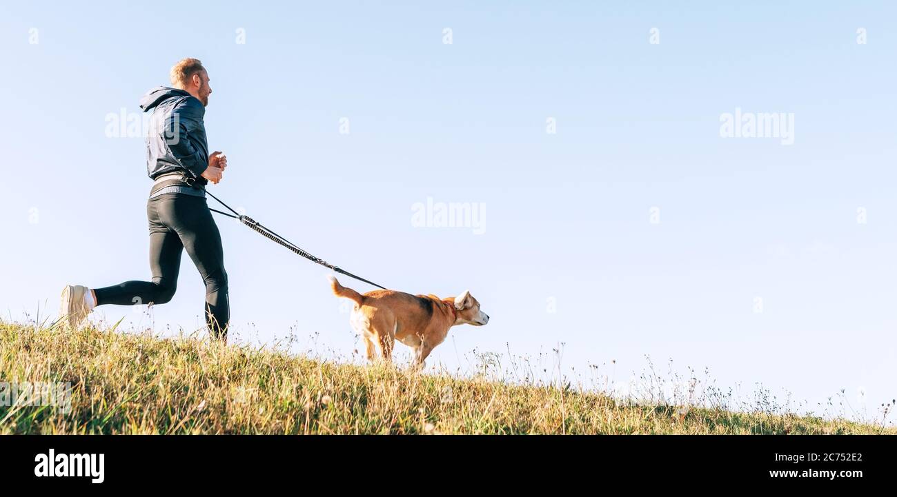 Canicross exercises. Man jogging with his beagle dog at sunny morning ...