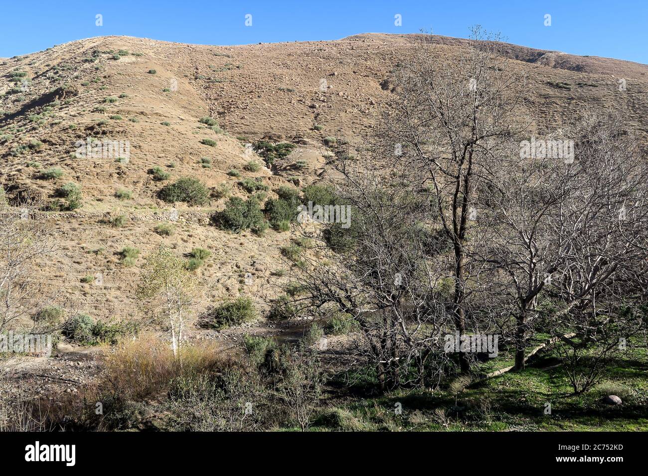 tree in desert, beautiful photo digital picture Stock Photo - Alamy