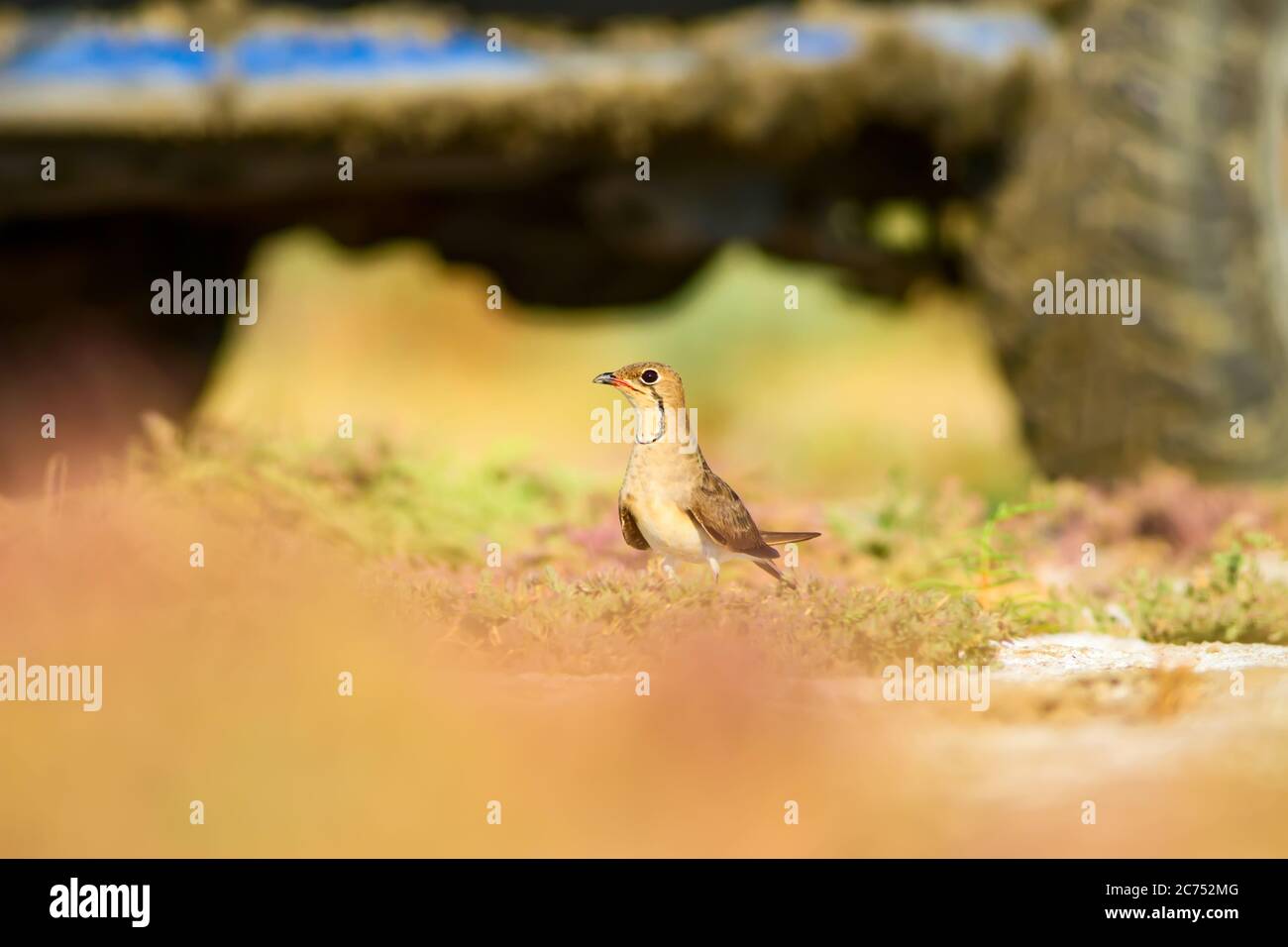 Cute bird Collared Pratincole. warm colors nature background. Bird ...