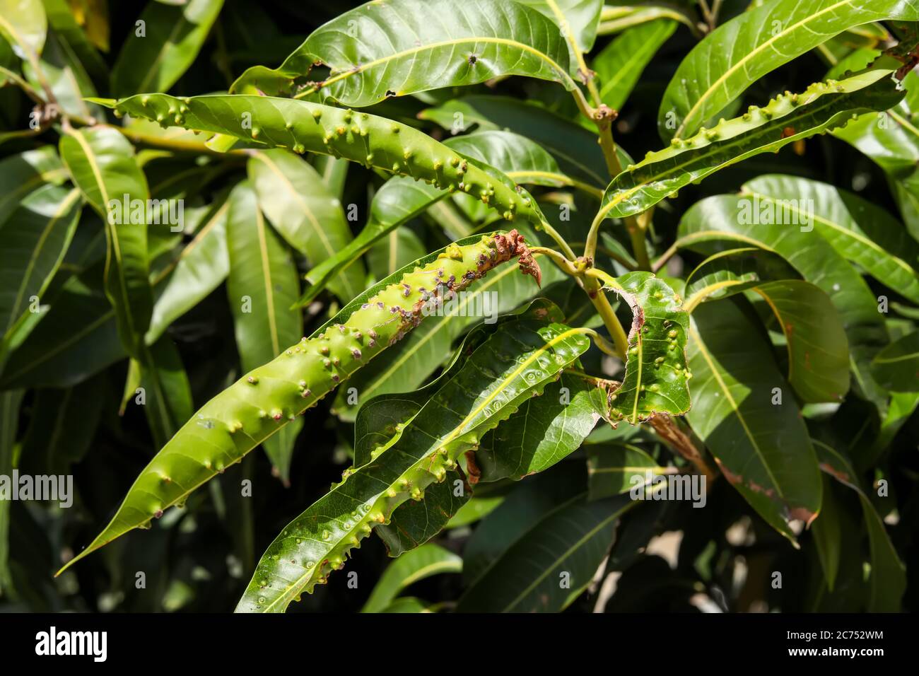 The young leaves of the mango trees were destroyed by insects Stock ...