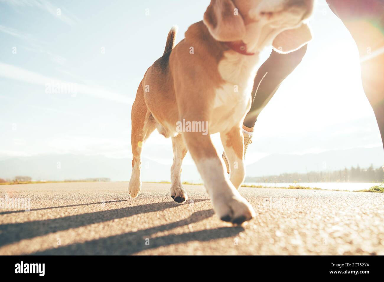 Dog legs hi-res stock photography and images - Alamy