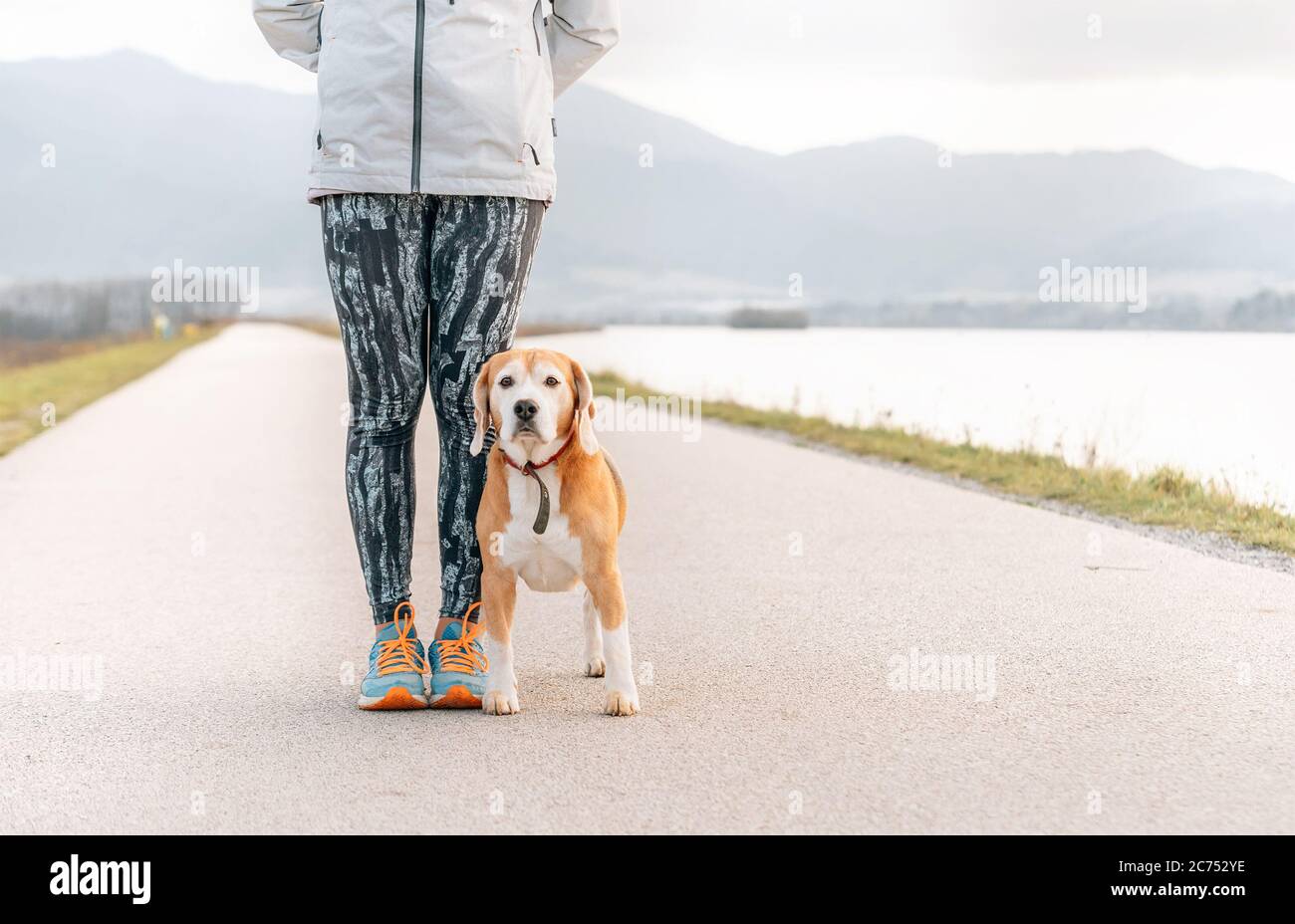 Dog training process after the morning jogging Stock Photo - Alamy