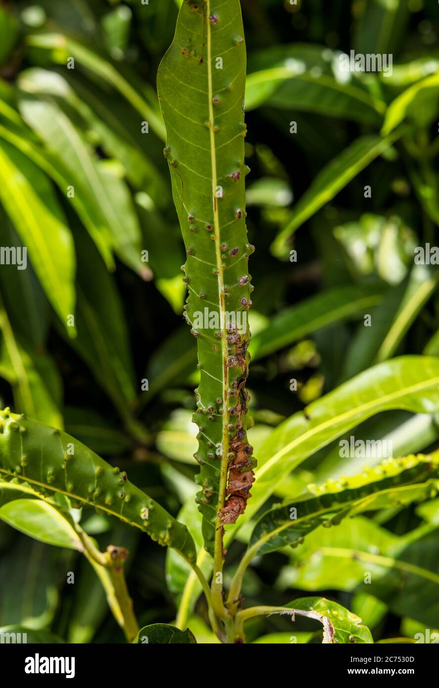 Mango disease hi-res stock photography and images - Alamy