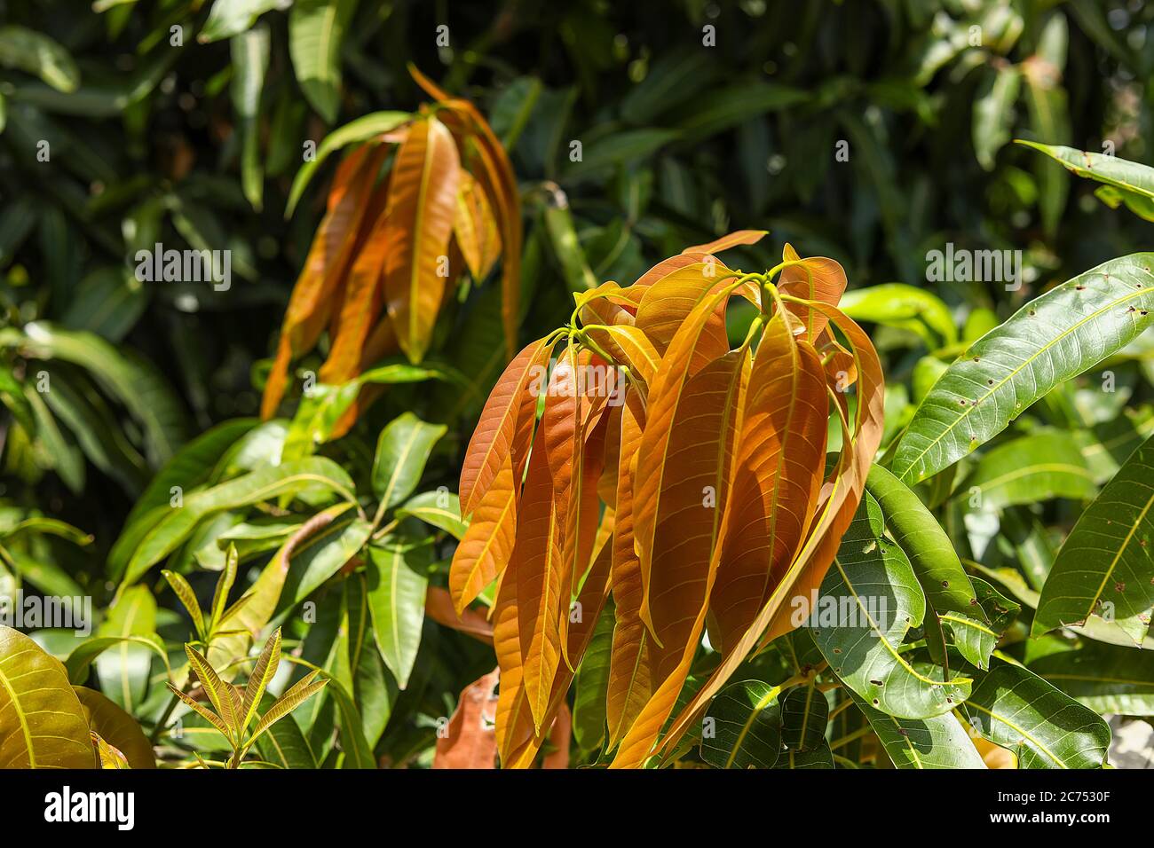 mango leaves on tree in fruit garden, Natural leaves backgrounds Stock ...