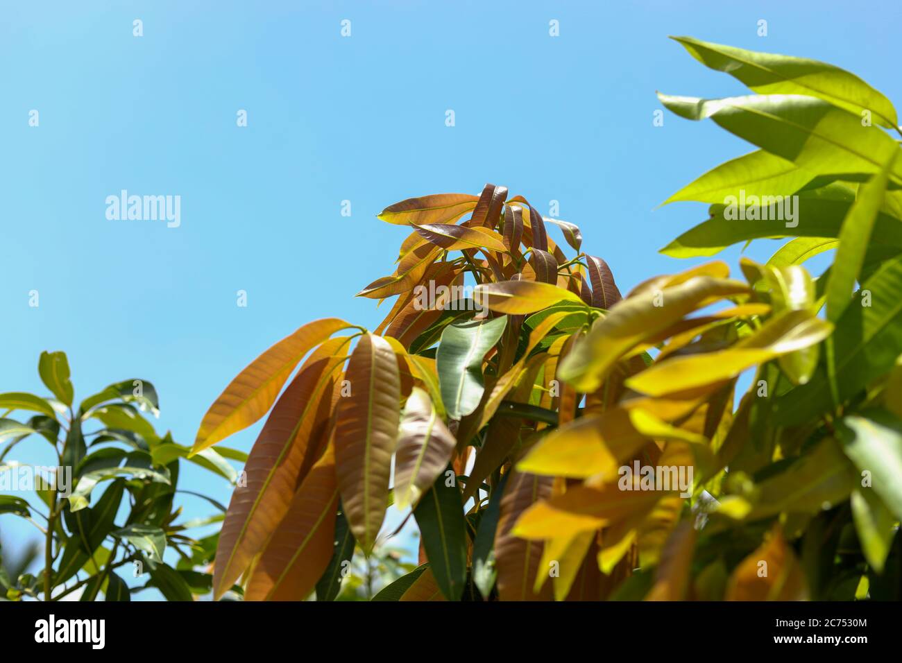 mango leaves on tree in fruit garden, Natural leaves backgrounds Stock ...